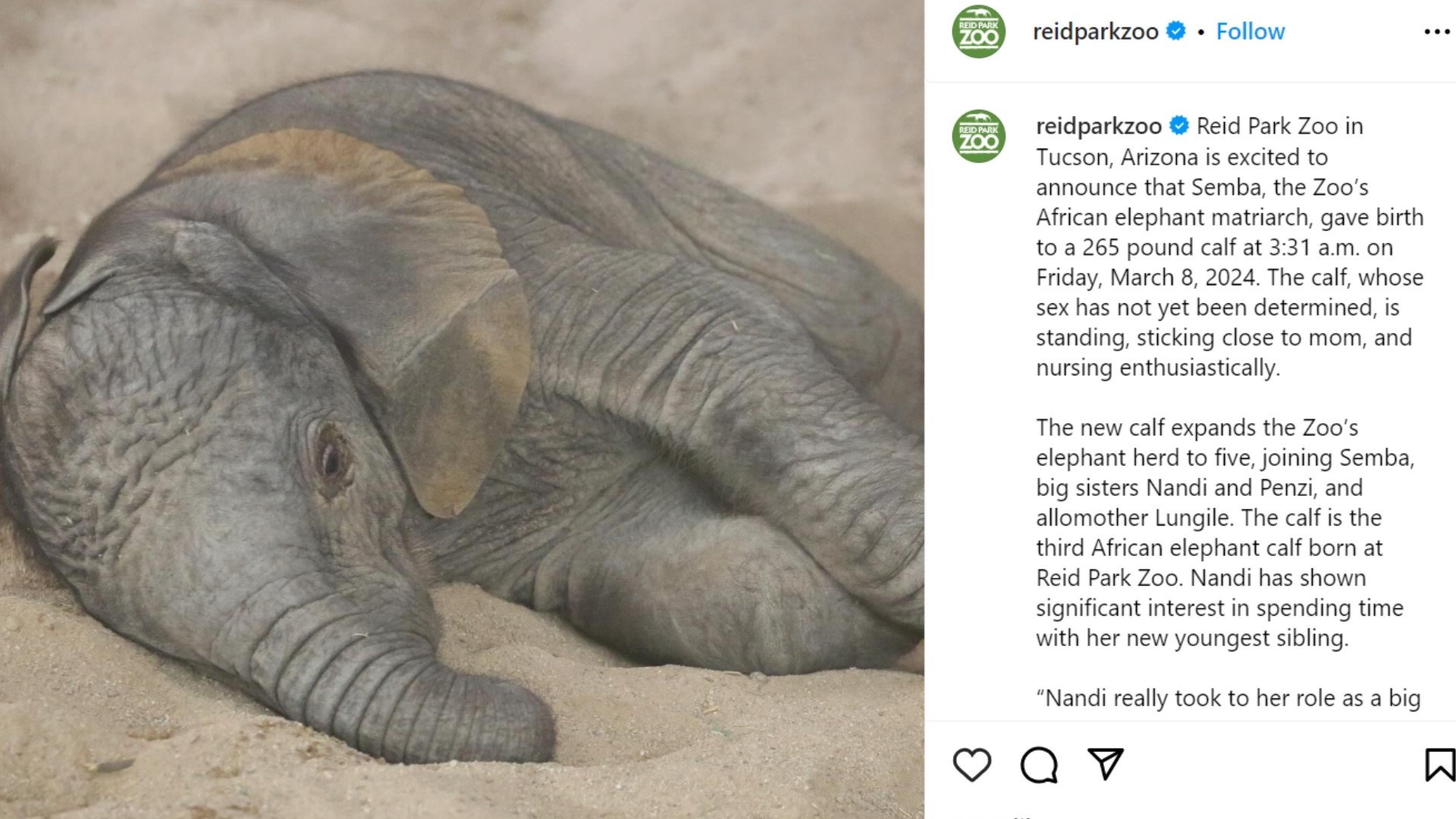 New elephant calf joins herd at Reid Park Zoo in Arizona | 12news.com