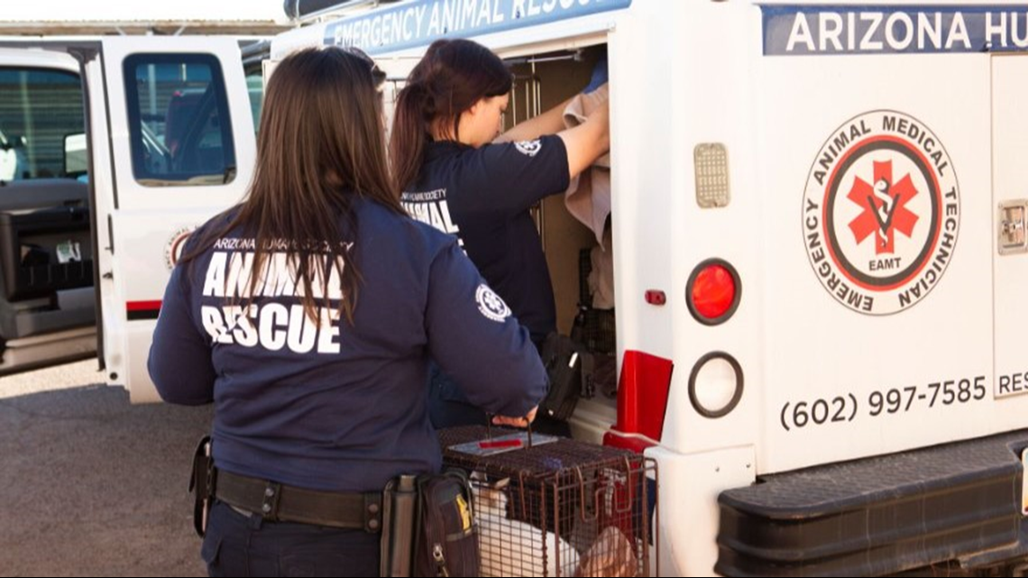 45 cats and dogs rescued from Phoenix shelter by Arizona Humane Society ...