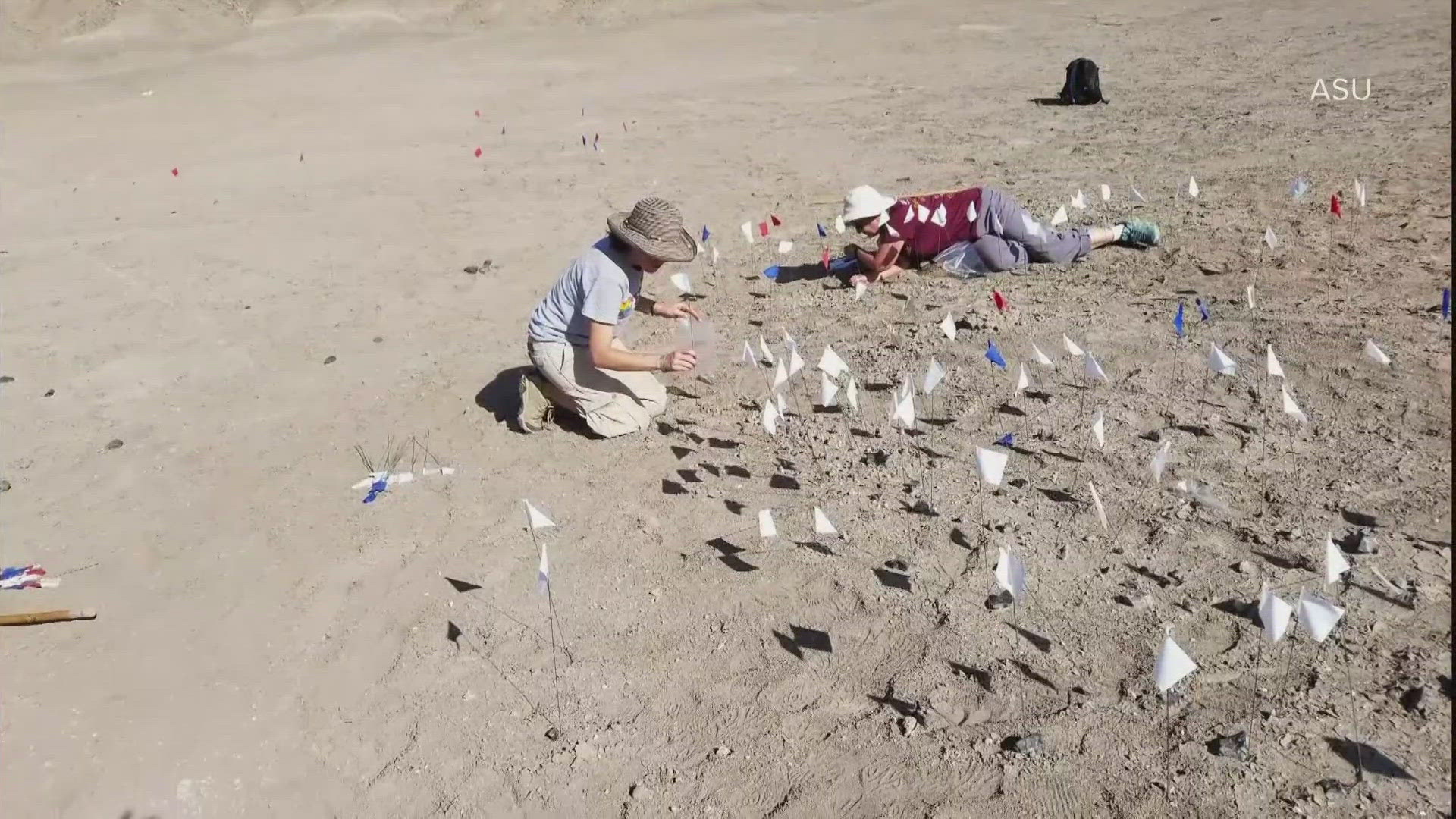 Fossils discovered by ASU researchers reveal potential new species ...