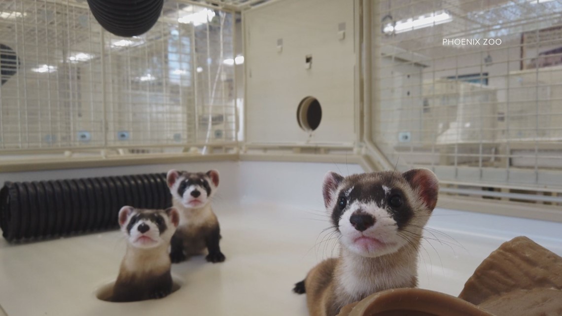 Phoenix Zoo needs help naming brand-new black-footed ferrets | 12news.com