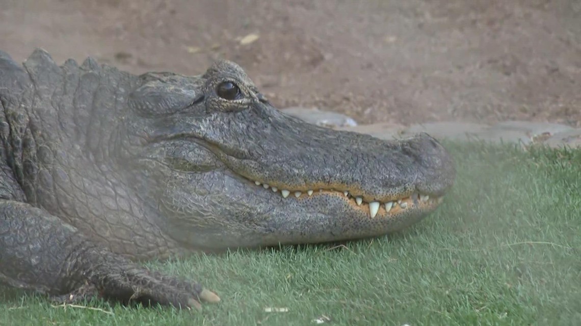 Twilight Croc-Walk gives people a chance to get up close with real ...
