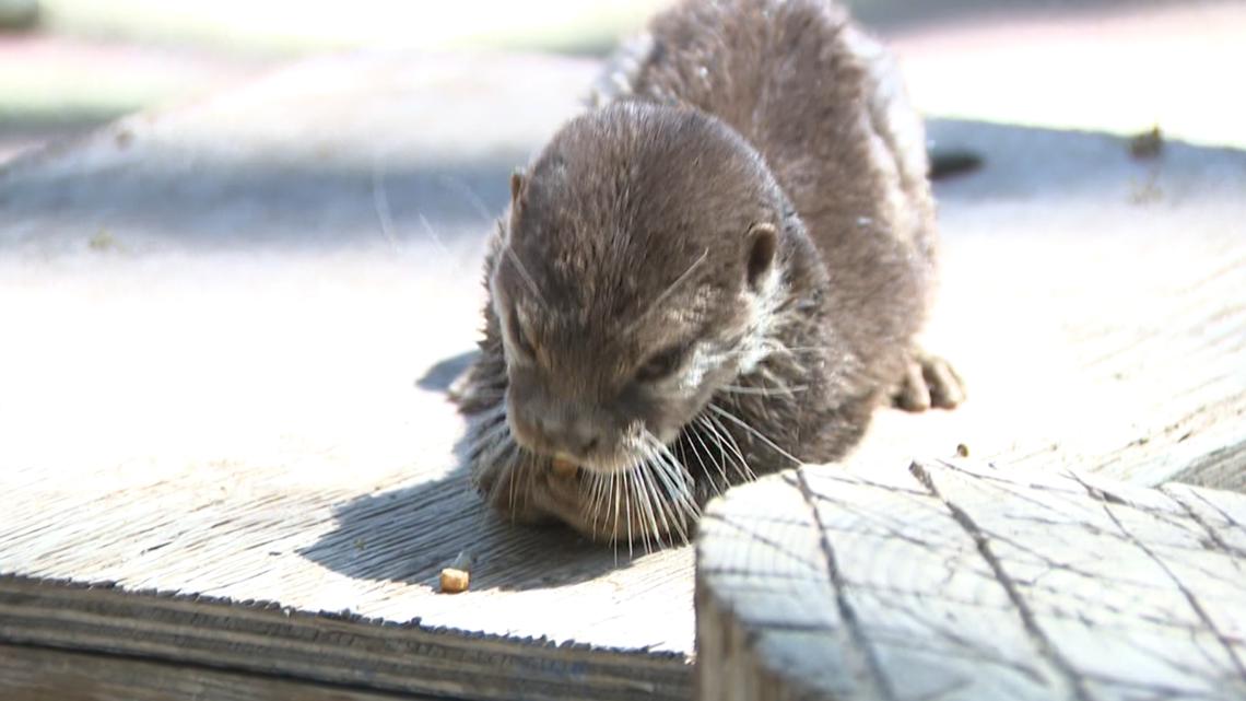 Arizona otter being trained for search and rescue | 12news.com