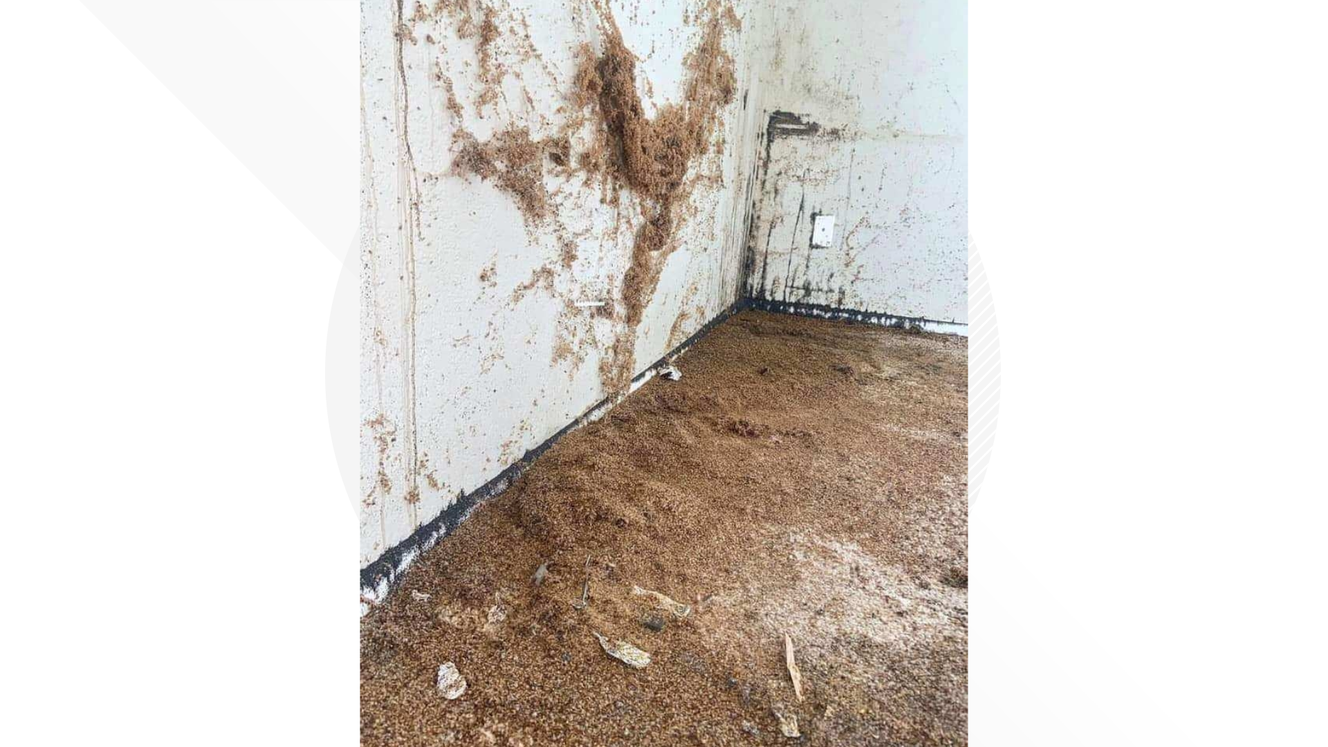 Thousands of bed bugs found in Arizona infestations | 12news.com