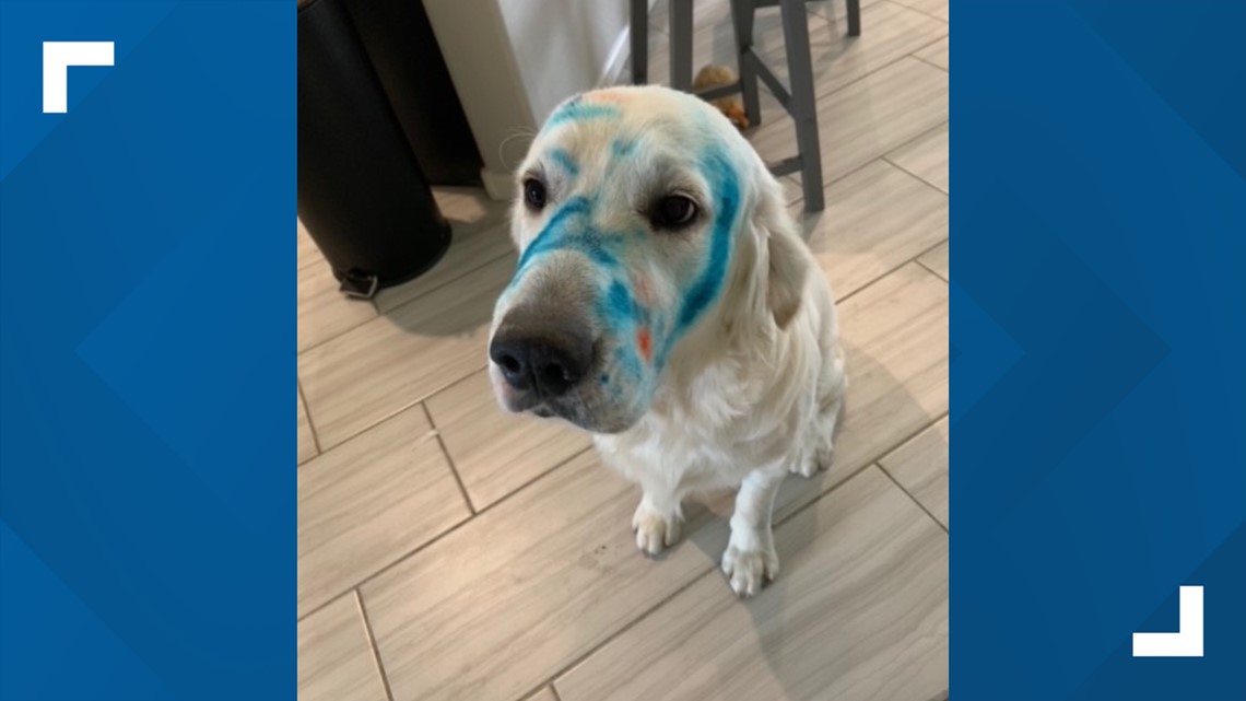 Chandler dog gets covered in melted, blue crayon | 12news.com