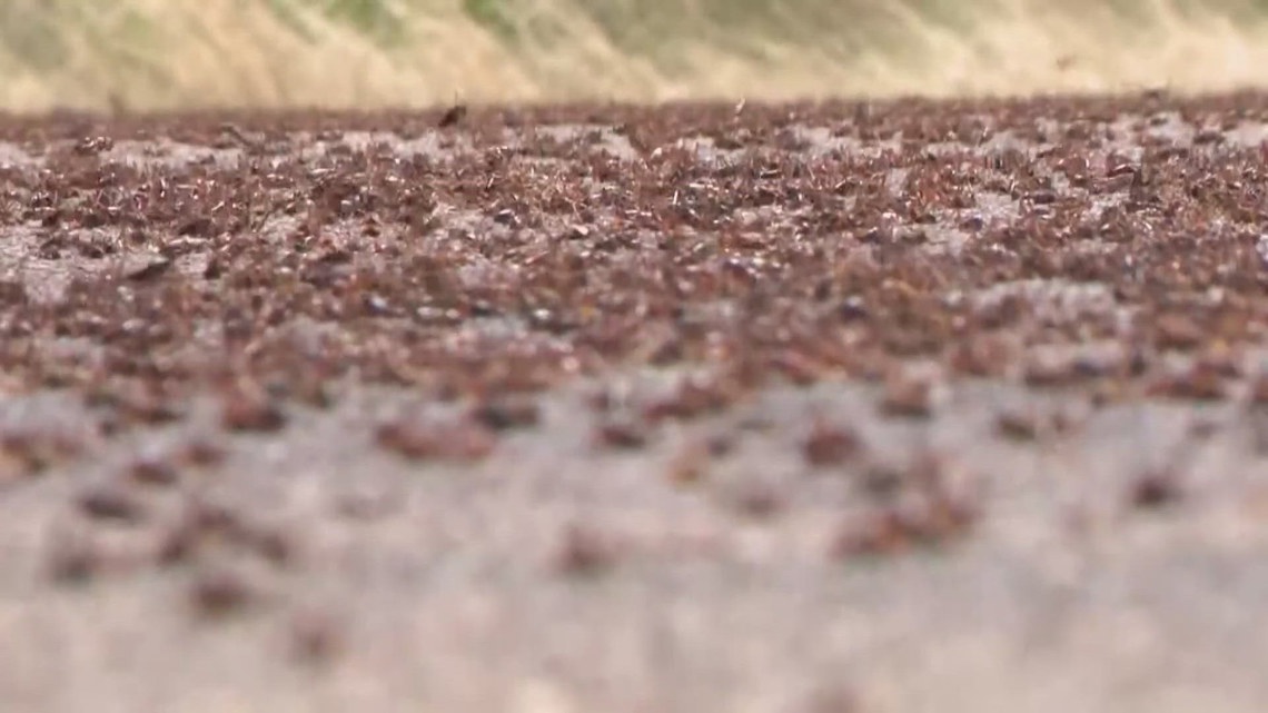 Crickets take over Utah town | 12news.com
