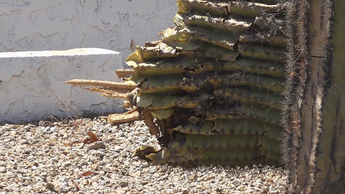 Saguaro skeletons in Arizona can be sold for a high price | 12news.com