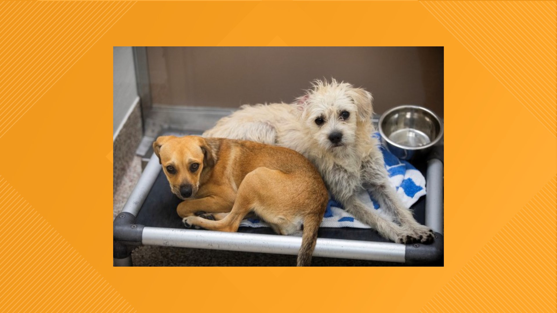 60 animals rescued by Pima Animal Care Center in less than a week ...