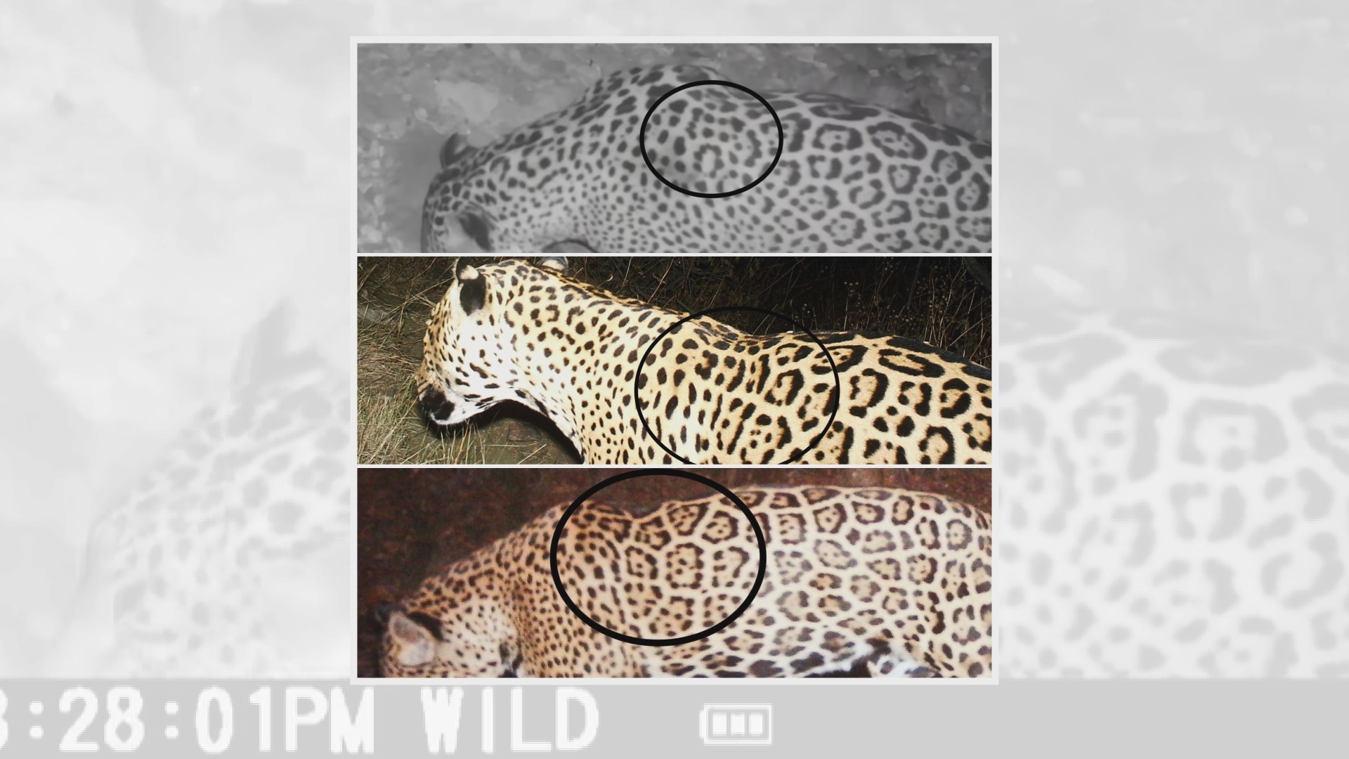 Arizona man captures images of new jaguar | 12news.com