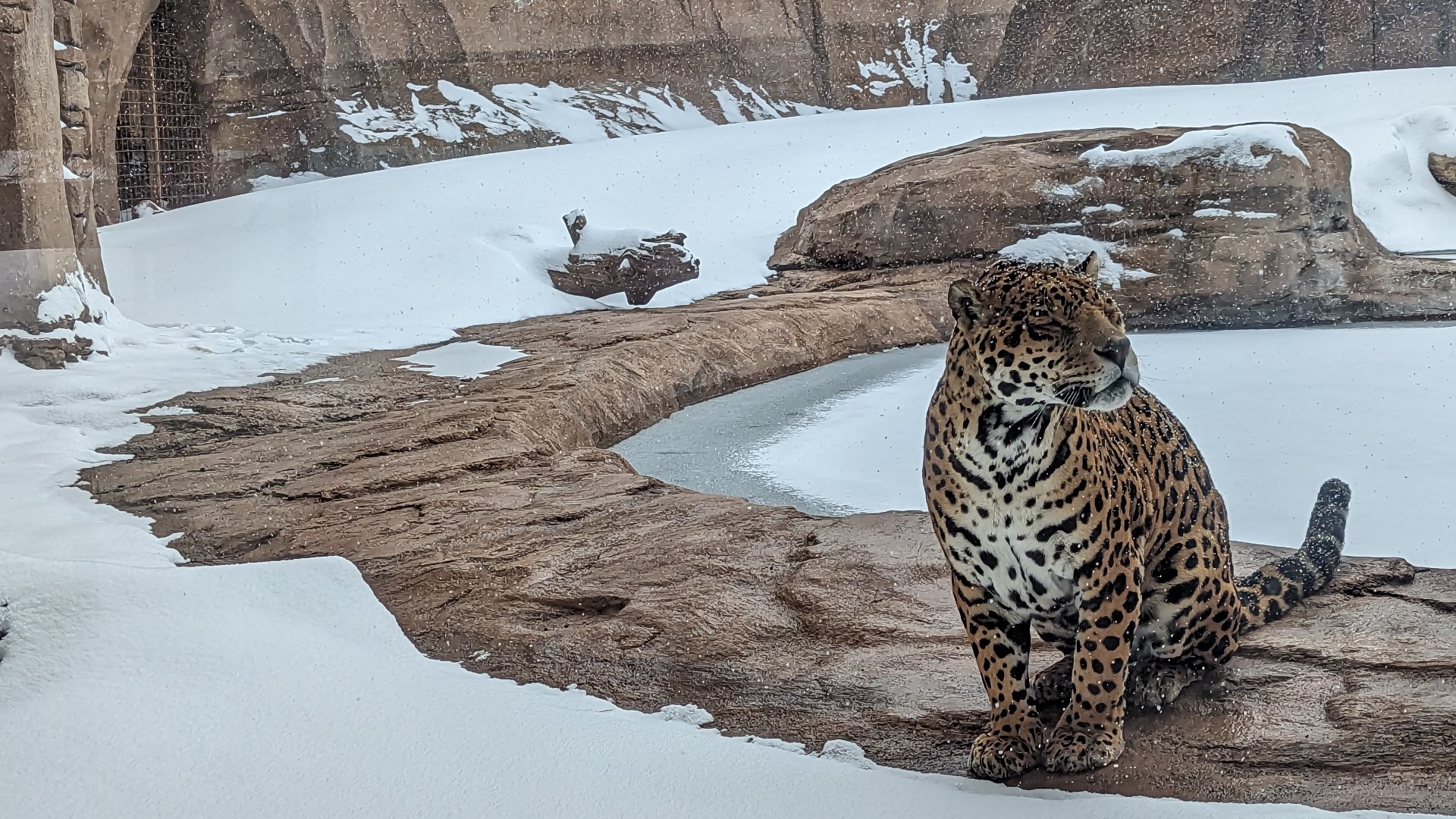 Bearizona animals adjust to Arizona's blizzard weather | 12news.com