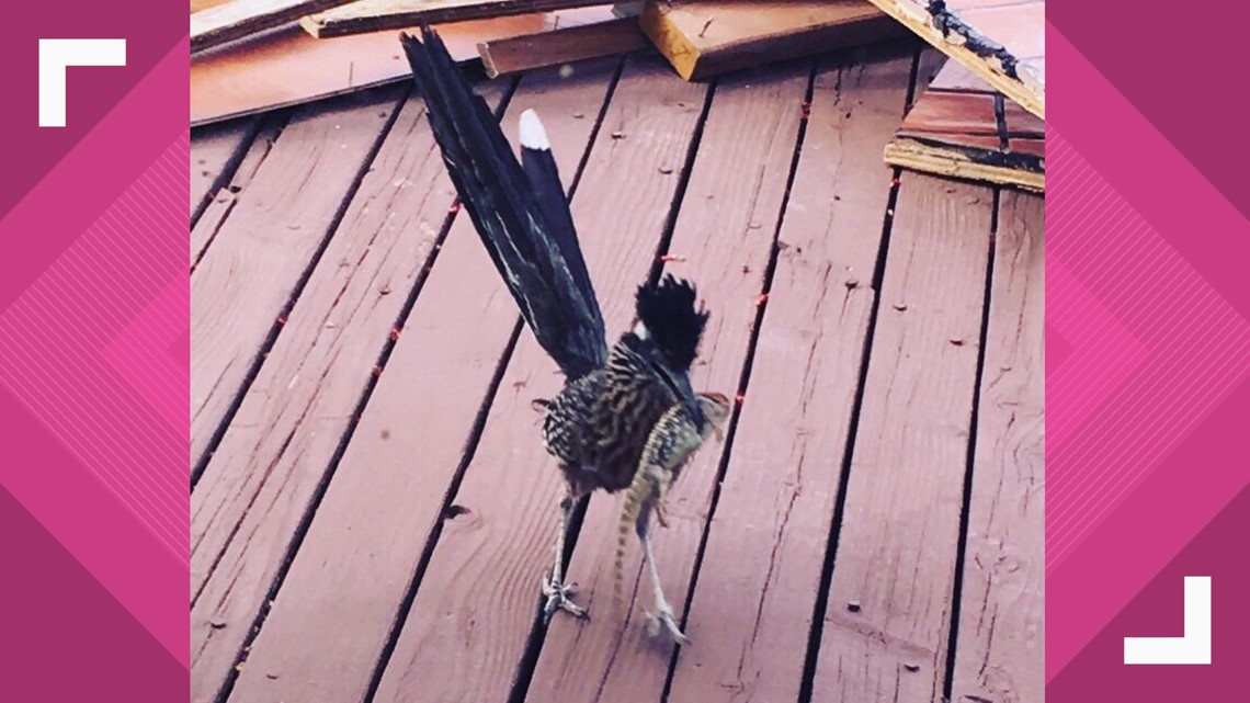 Romantic roadrunner? Arizona woman hilariously introduces internet to ...