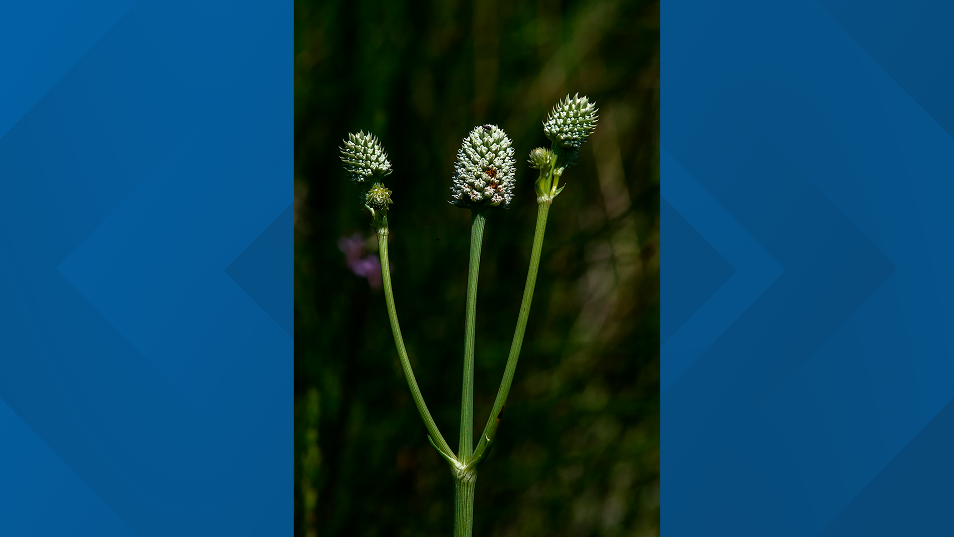 Wetlands plant found in Arizona listed as endangered | 12news.com
