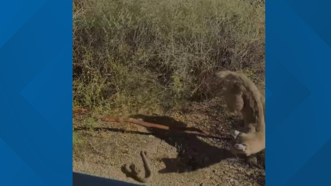 Bobcat fights rattlesnake at Tucson's Saguaro National Park | 12news.com