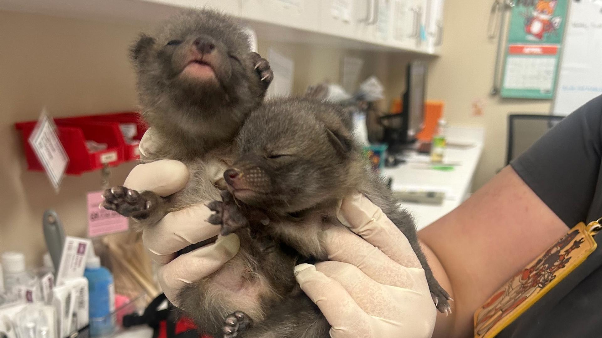This 'kitten' rescue in Arizona turned out to be anything but | 12news.com