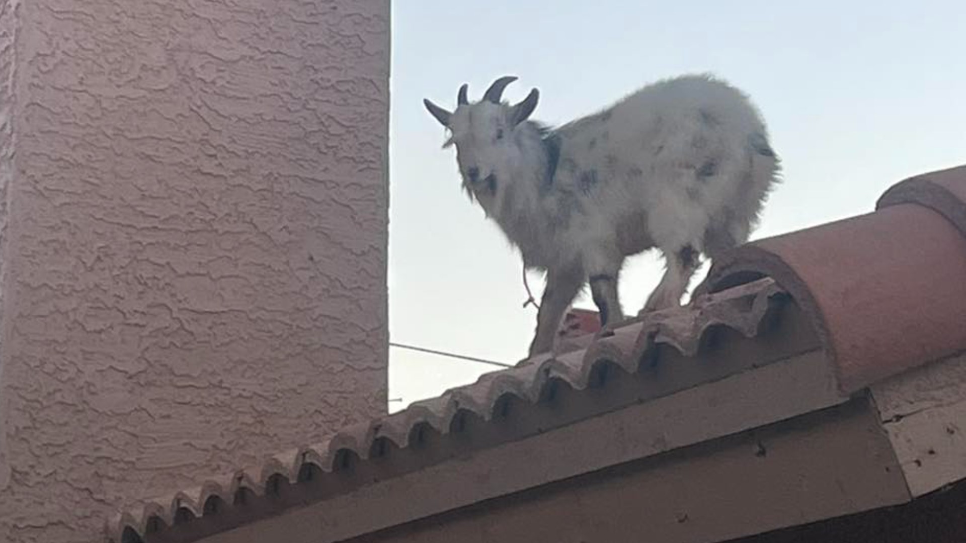 Fire department rescues goat from Glendale roof | 12news.com