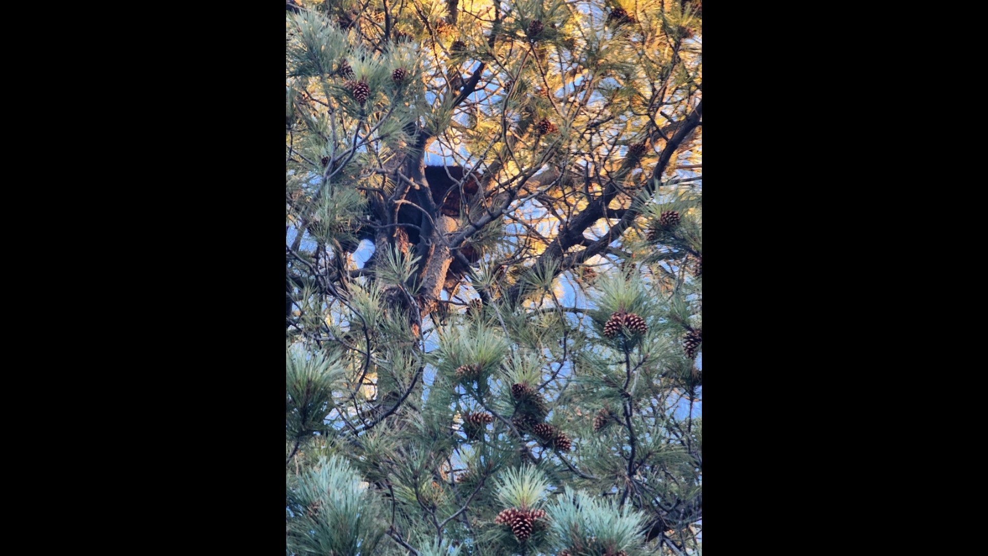 A bear was rescued from a tree in a Flagstaff residential area | 12news.com