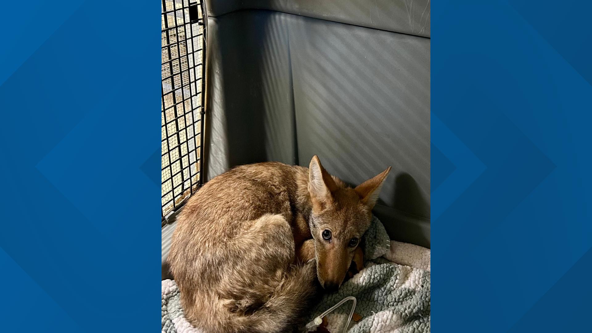 Arizona wildlife sanctuary saves coyote from heat stroke | 12news.com