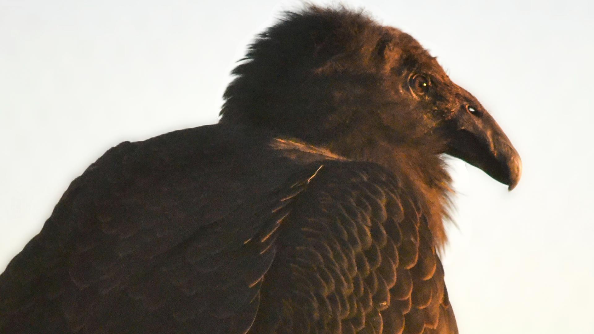 'Miracle' condor born in captivity released near Grand Canyon | 12news.com