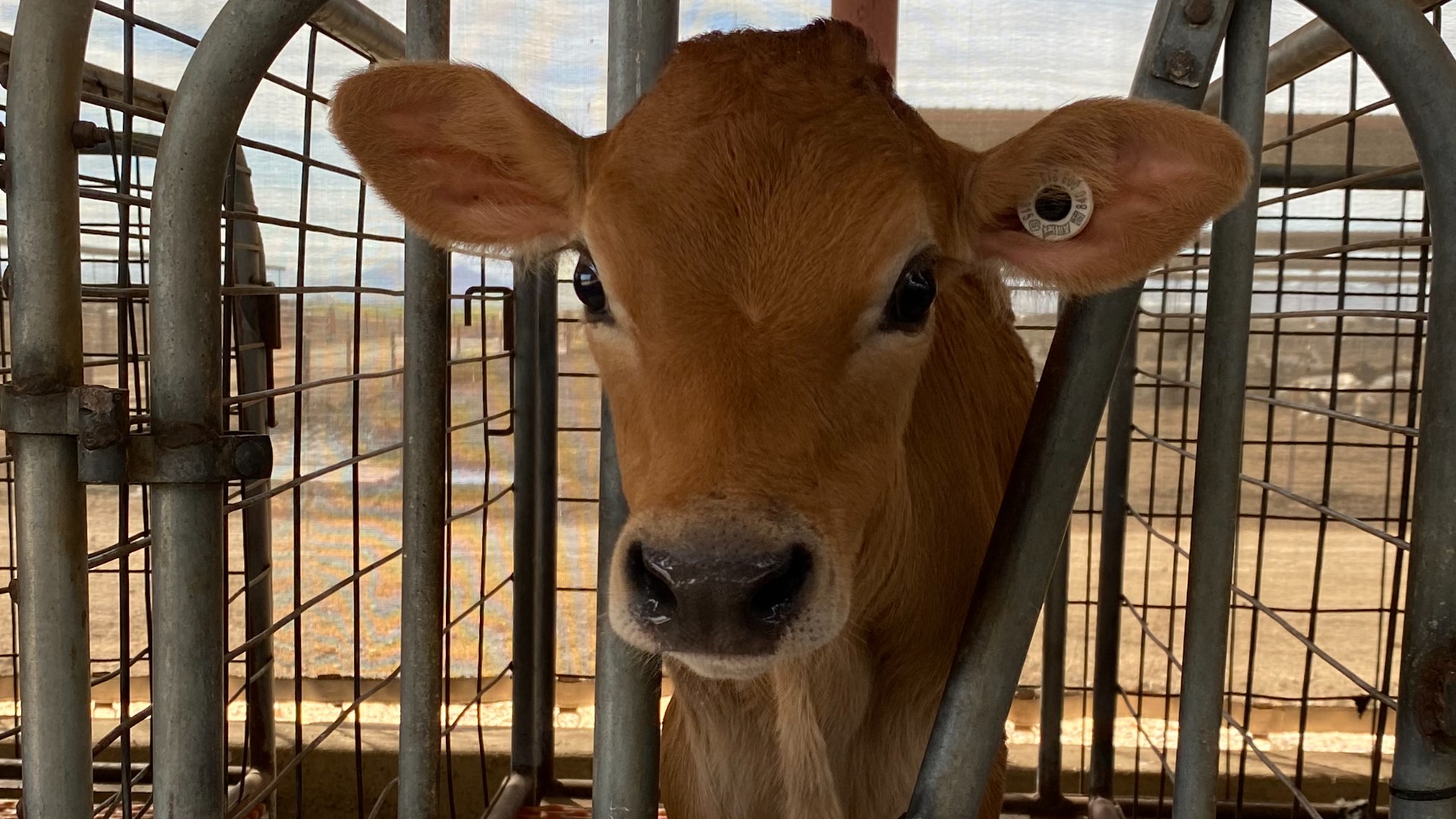 Meet Today in AZ's official cow: Evie the diva! | 12news.com