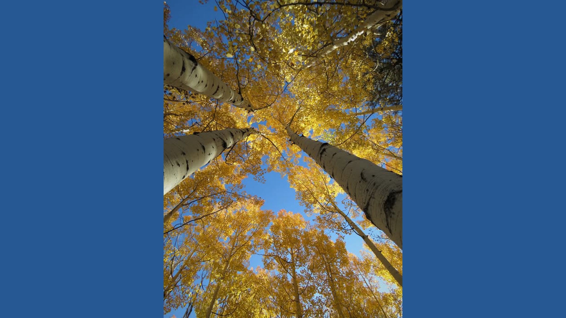 Discover Arizona's stunning fall foliage drives | 12news.com