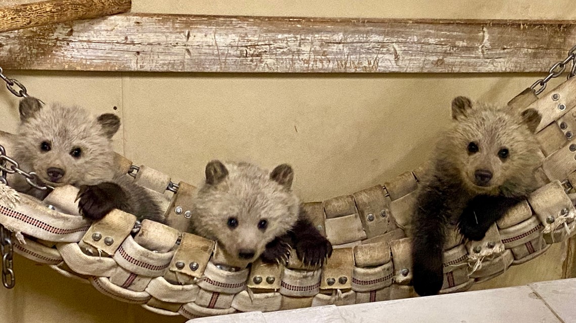 Three baby grizzly bears rescued by wildlife park | 12news.com