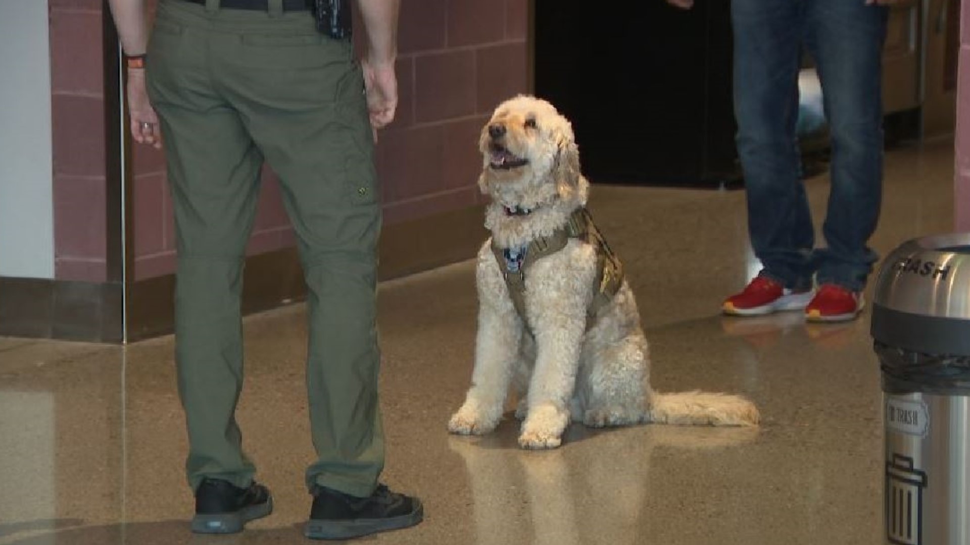 Gilbert police introduce new therapy dog named Finley | 12news.com