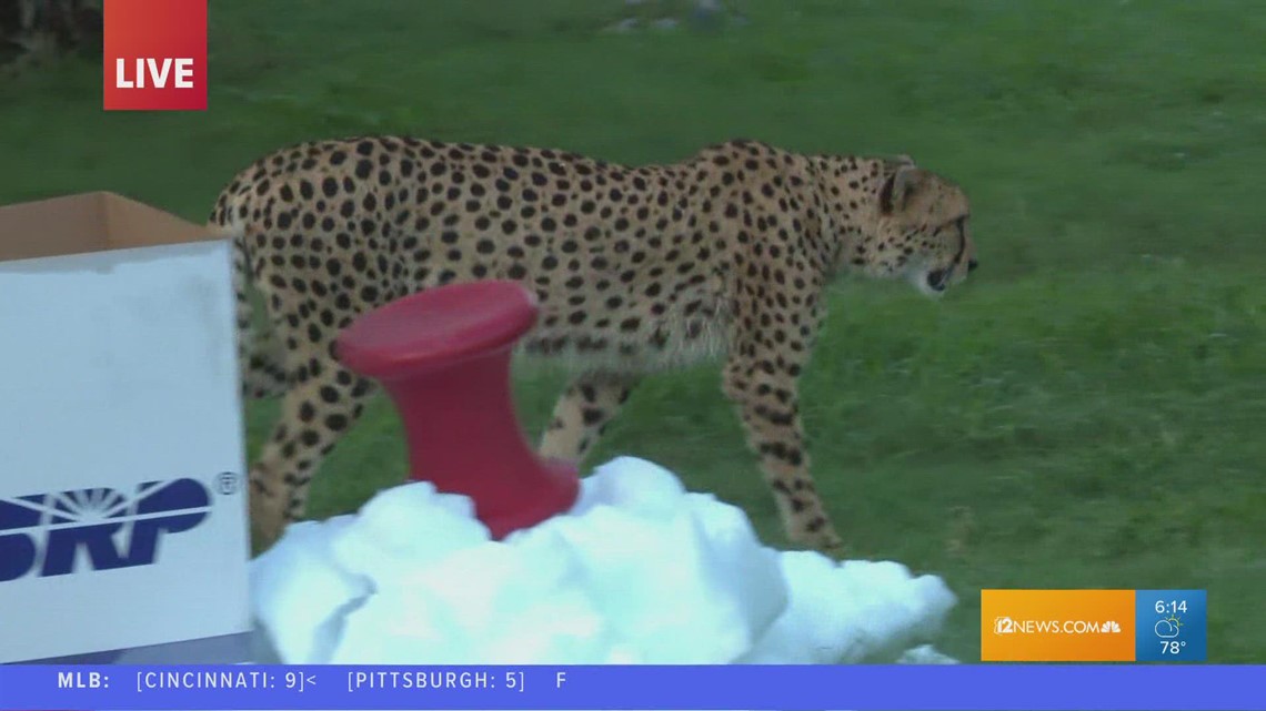 Animals at the Phoenix Zoo treated to a snow break to beat the heat ...