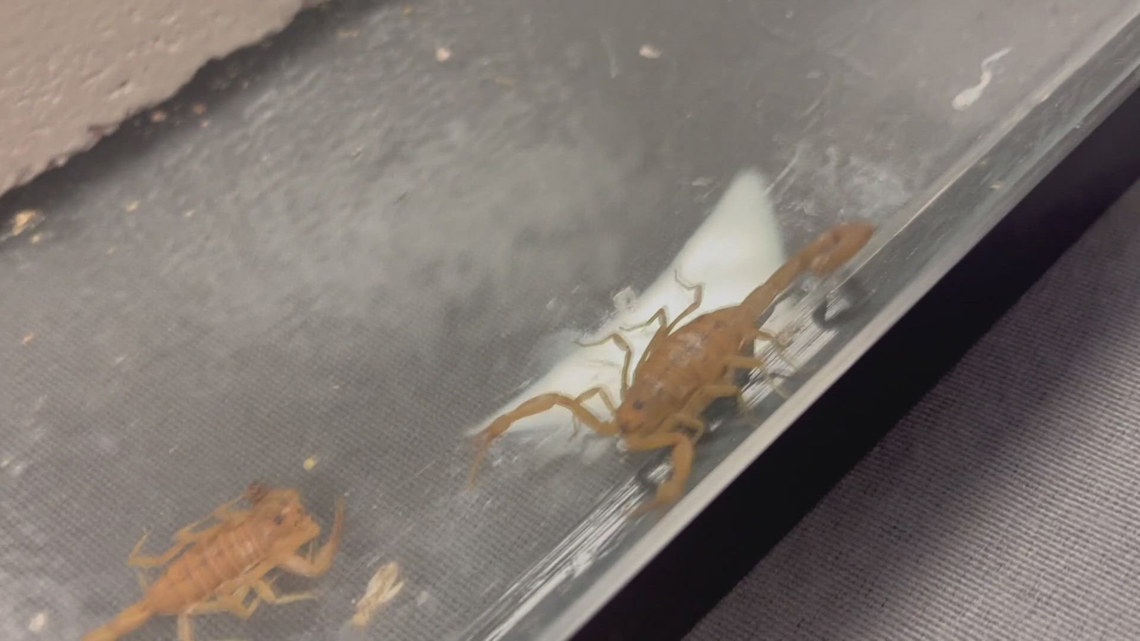 Scorpion sightings already at a high for 2025 | 12news.com