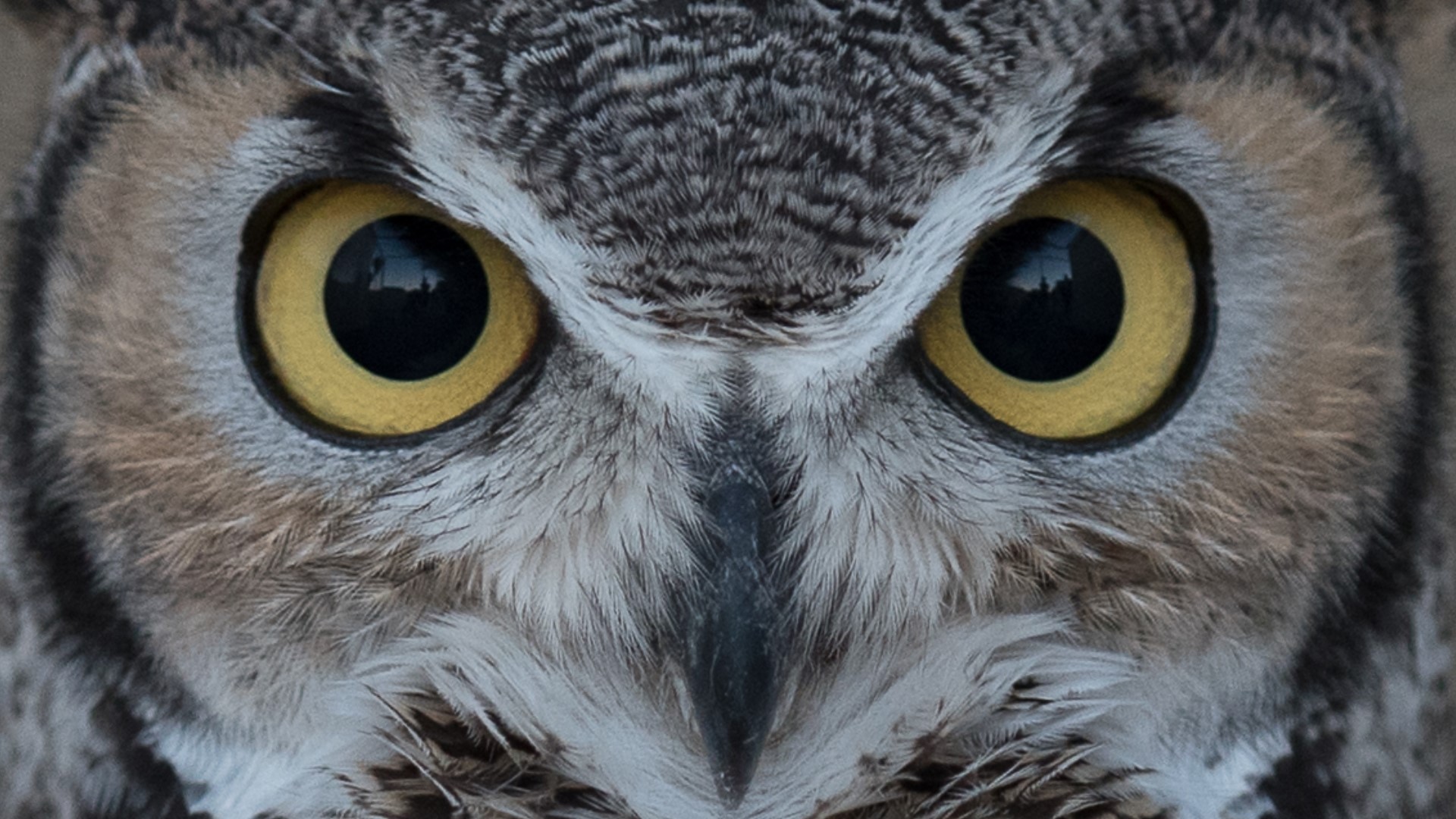 Tired of hearing about the Super Bowl? Here are some Superb Owls instead | 12news.com