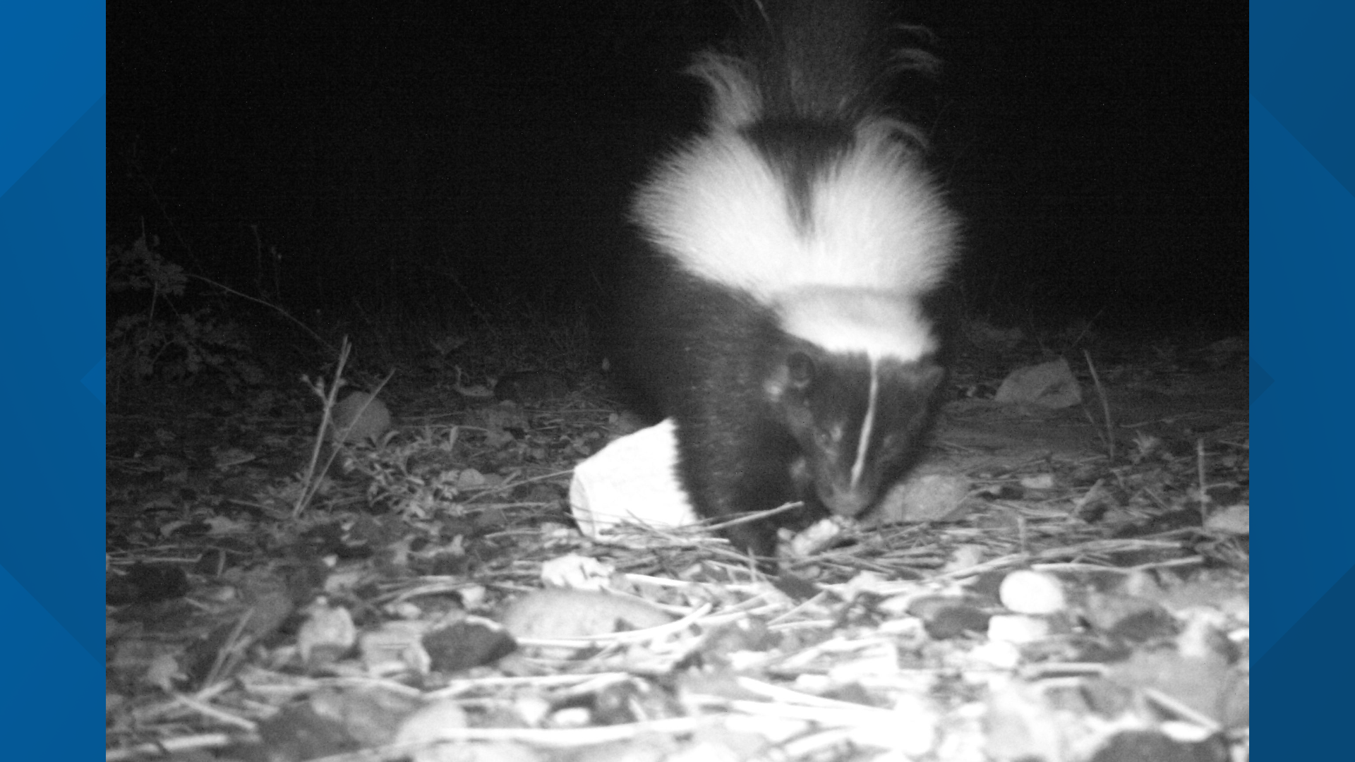 Skunks with rabies identified in Flagstaff | 12news.com