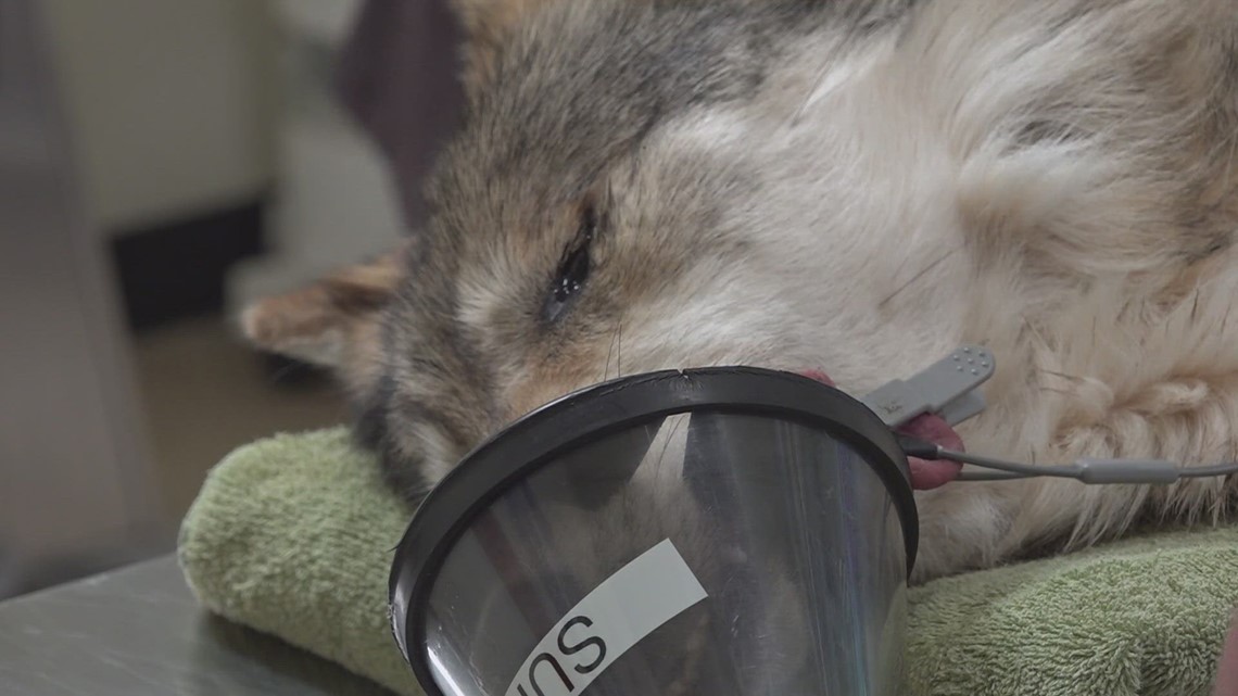 Two Mexican wolves examined in Arizona after 25 years of reintroduction ...