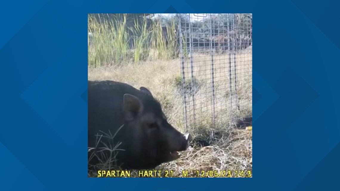 This little piggie was saved by ADOT | 12news.com