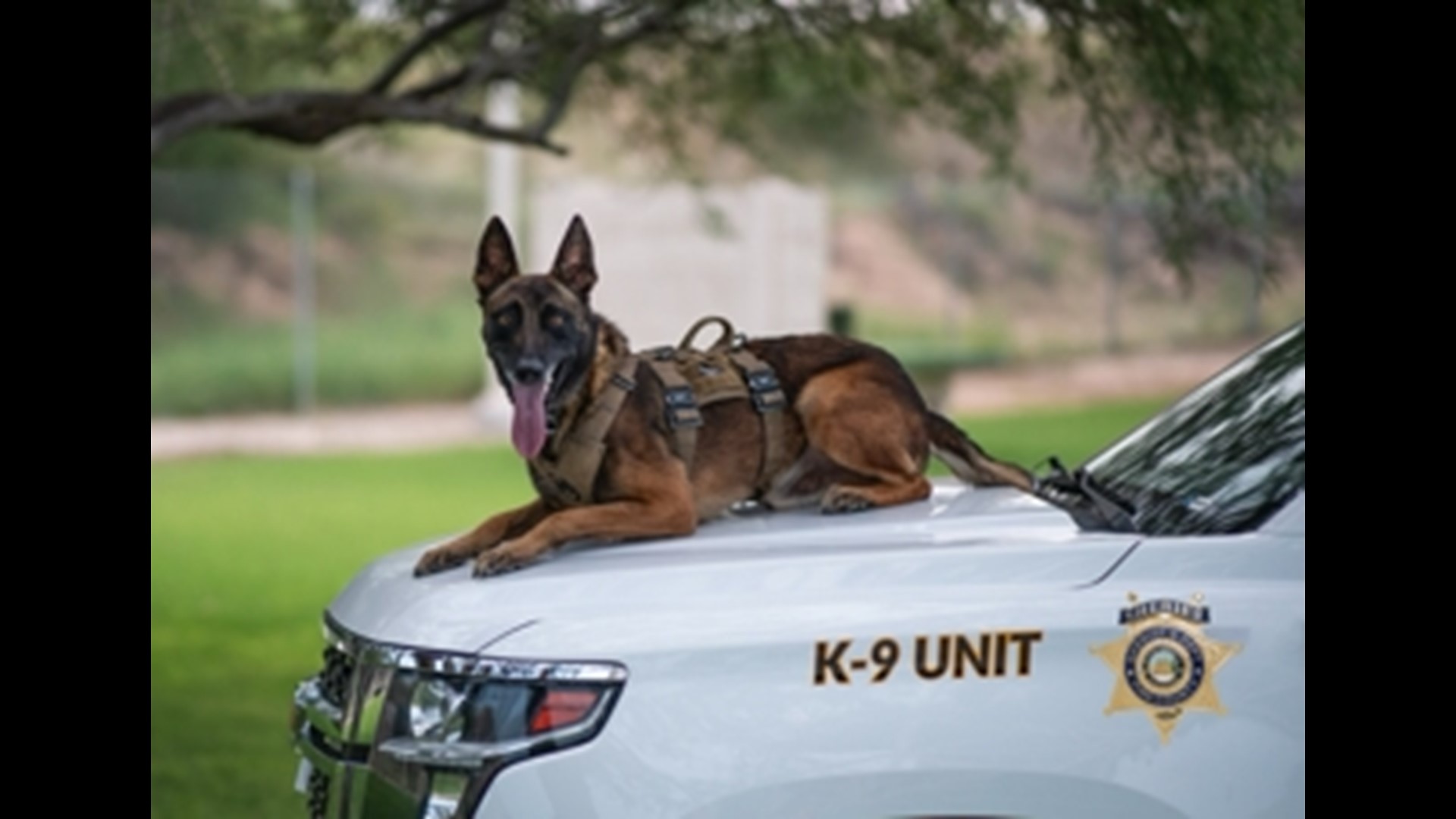 Pima County Sheriff's Department police dog dies | 12news.com