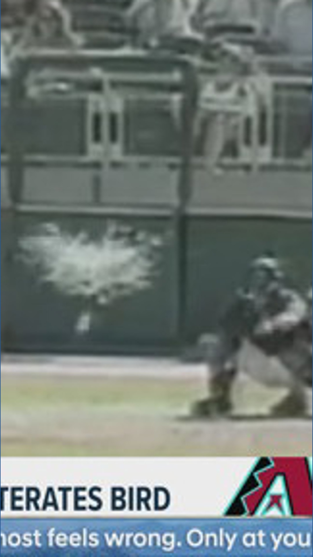 Remember the time Randy Johnson's pitch hit a bird? | 12news.com