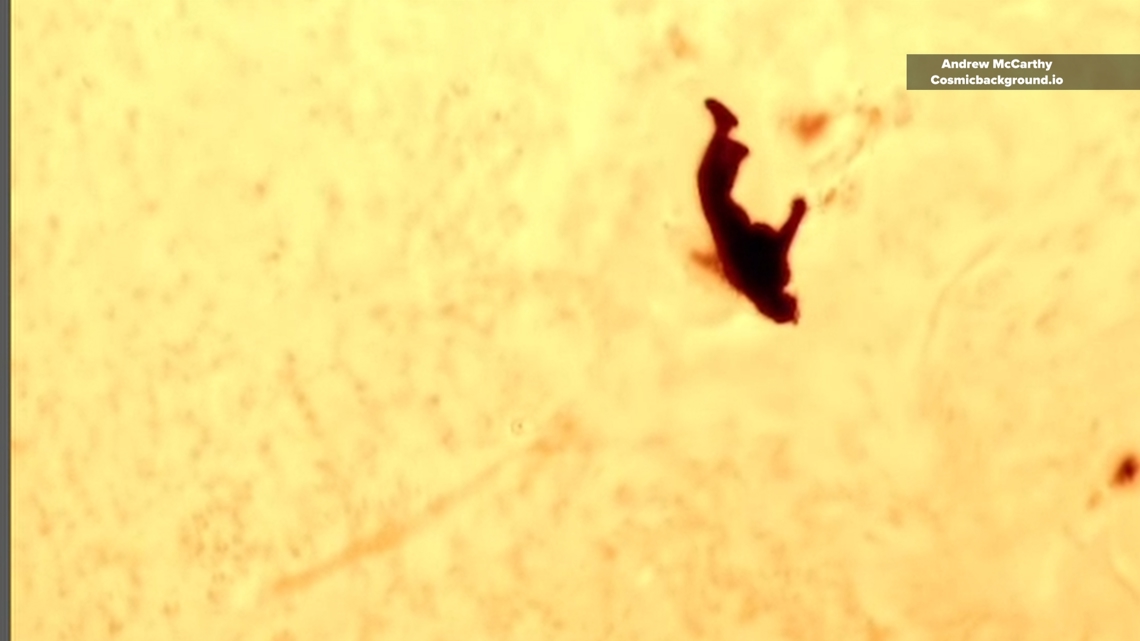 'We got it on the first jump': How an Arizona photographer captured a ...