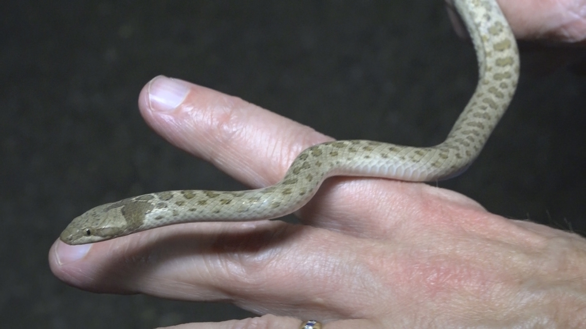 'Herping' is how to find snakes in the Arizona desert | 12news.com