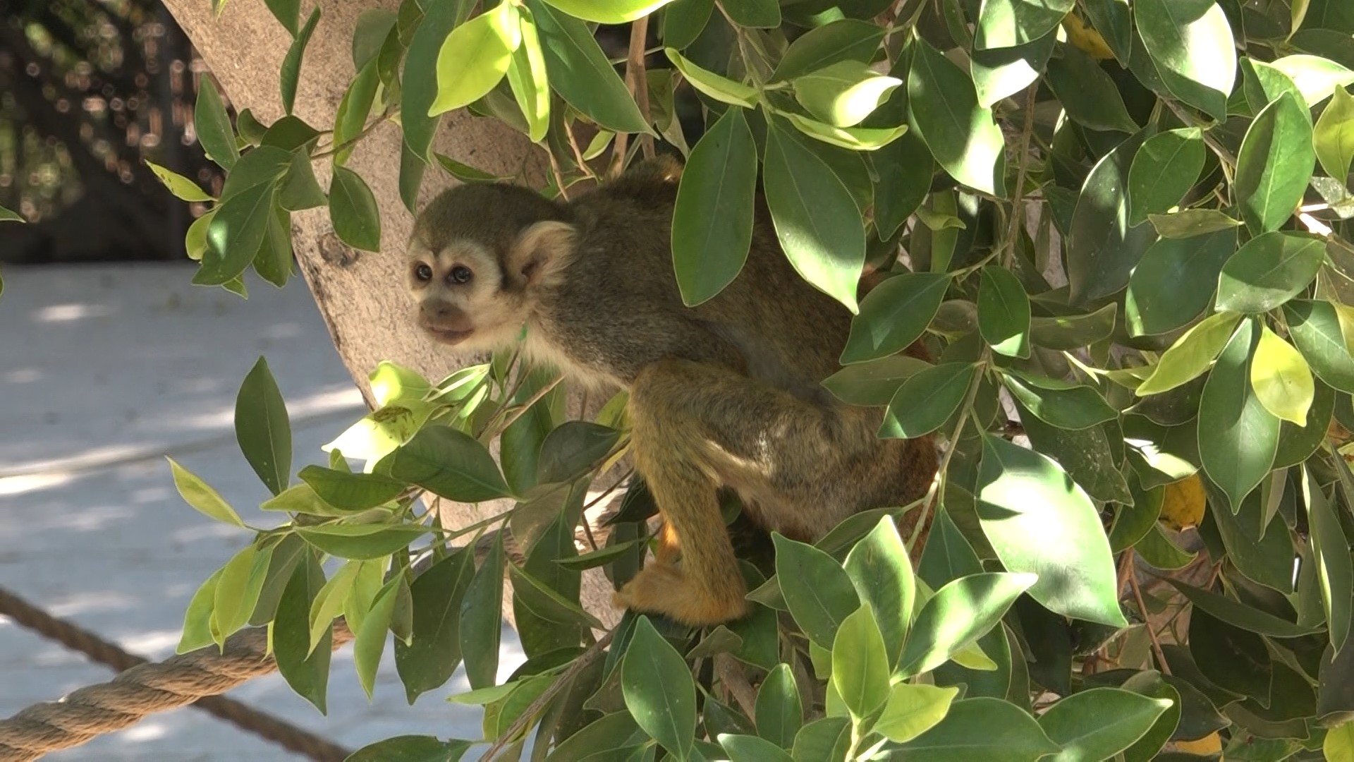 Keeping cool at the Phoenix Zoo | 12news.com