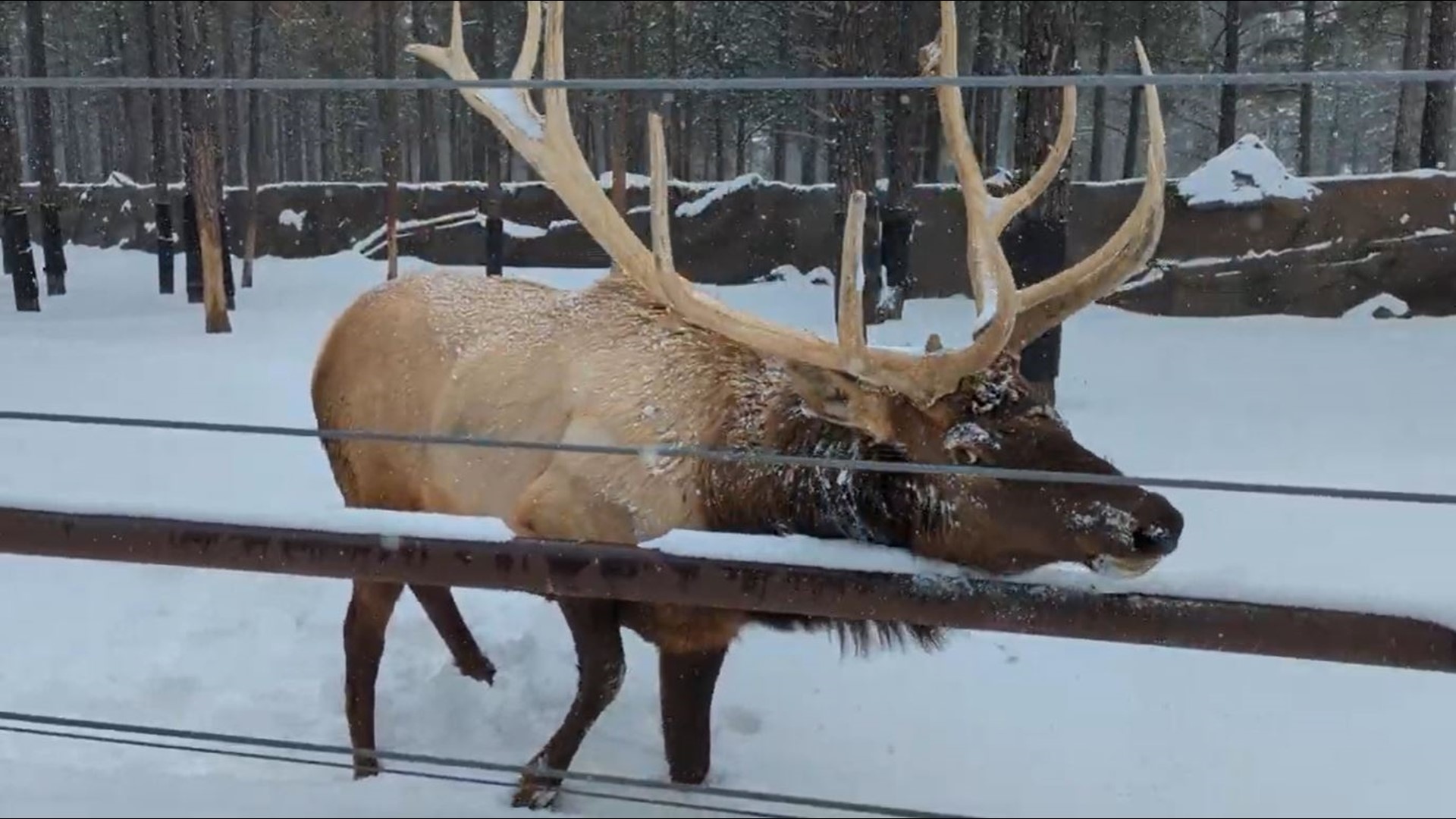 Bearizona animals adjust to Arizona's blizzard weather | 12news.com