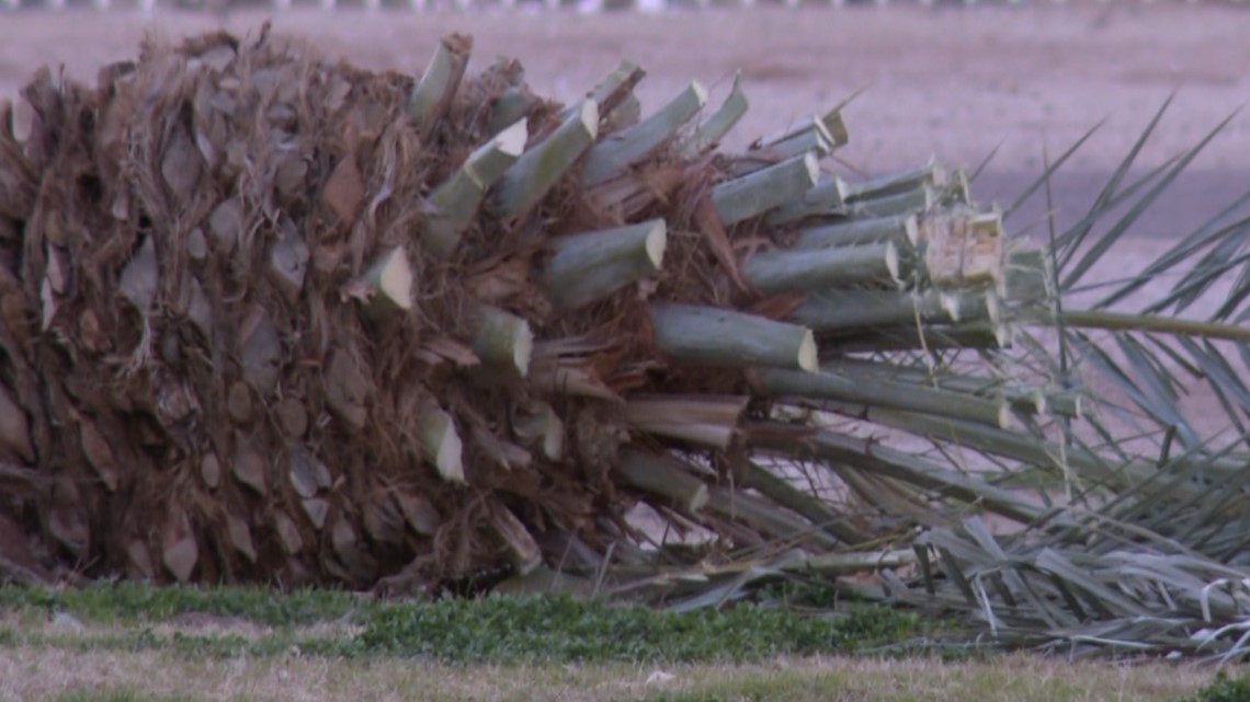 Man killed by falling palm tree in Phoenix | 12news.com