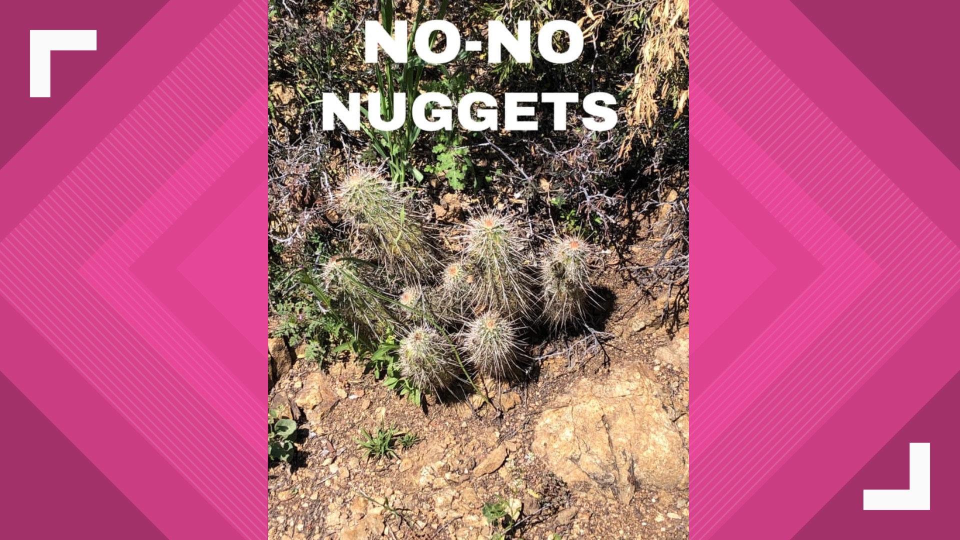 'Ouch-otillo': Phoenix couple creates guide to pokey things found on ...