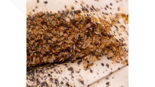Thousands of bed bugs found in Arizona infestations | 12news.com