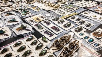 ASU professor cracks open the world of illegal bug smuggling | 12news.com