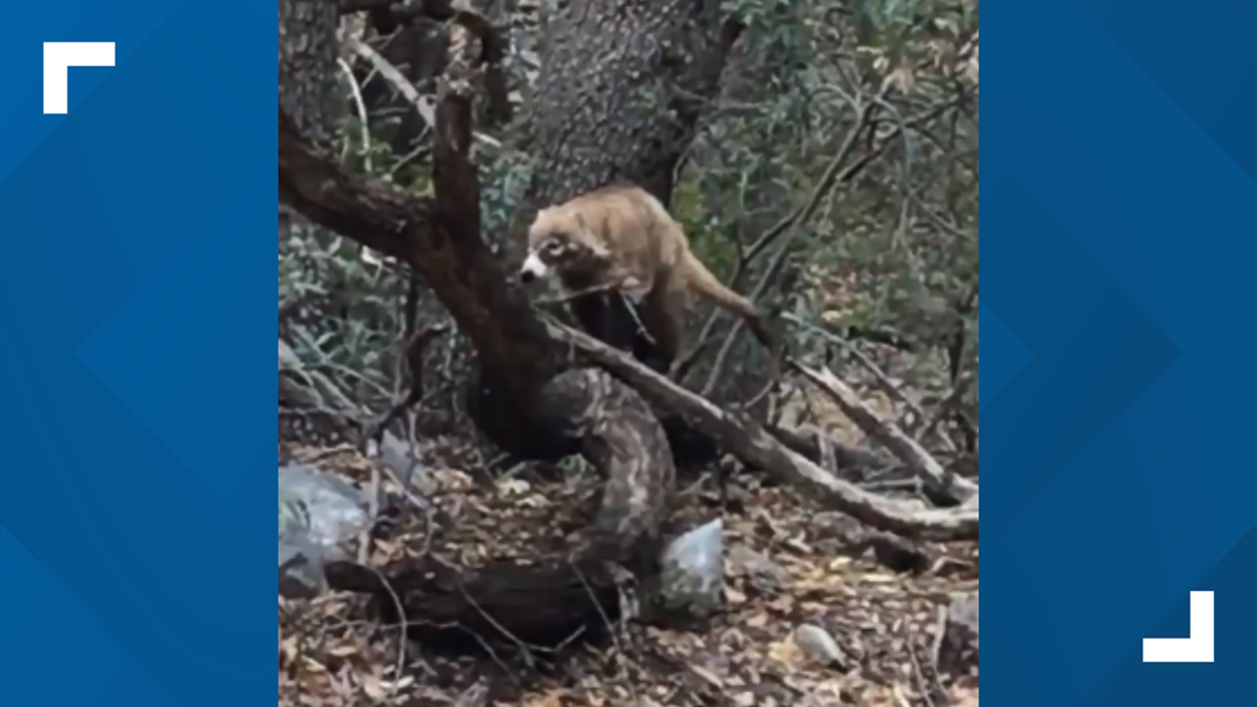 Coati in Pinal County tests positive for rabies | 12news.com