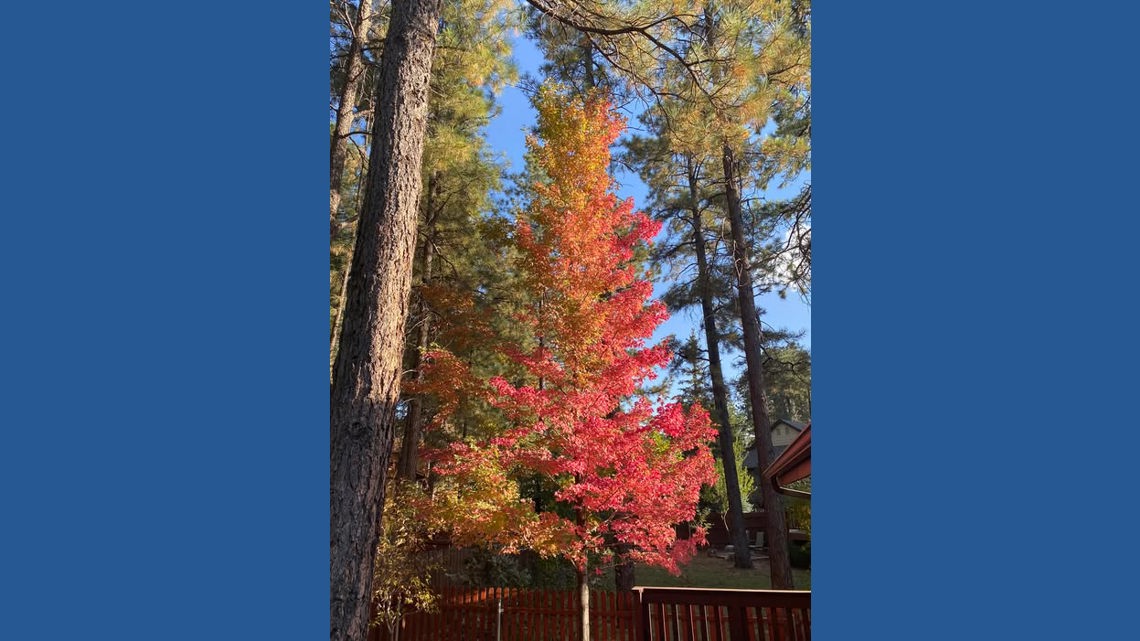 Discover Arizona's stunning fall foliage drives | 12news.com