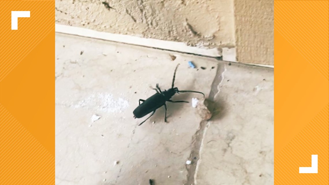 Arizona's big black beetle is back for monsoon | 12news.com