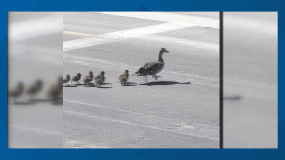 Ducks caught on camera crossing Mesa street | 12news.com