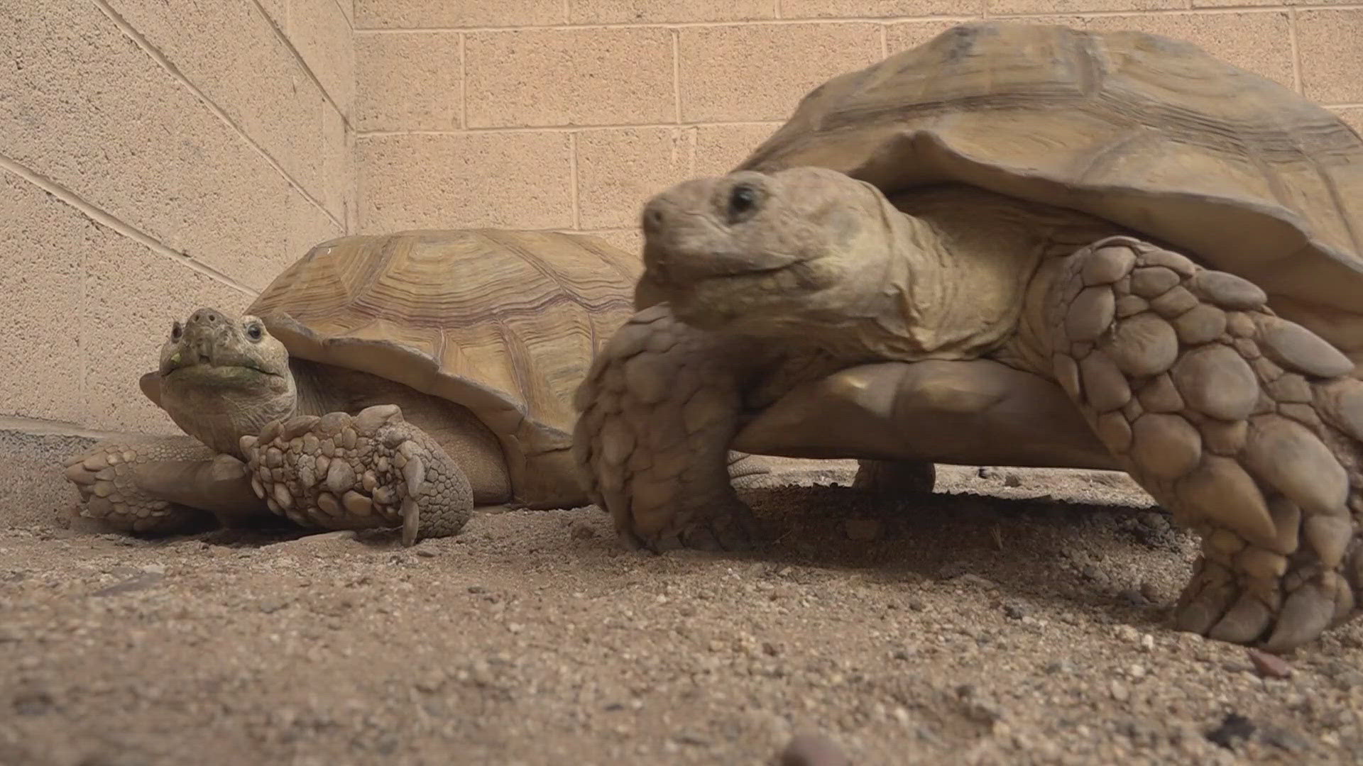 Tortoises returned to Phoenix owner after alleged mistaken rescue ...