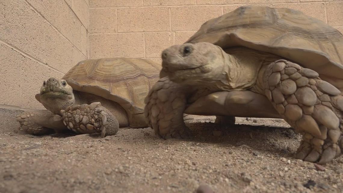 Arizona Game and Fish seeks homes for desert tortoises | 12news.com