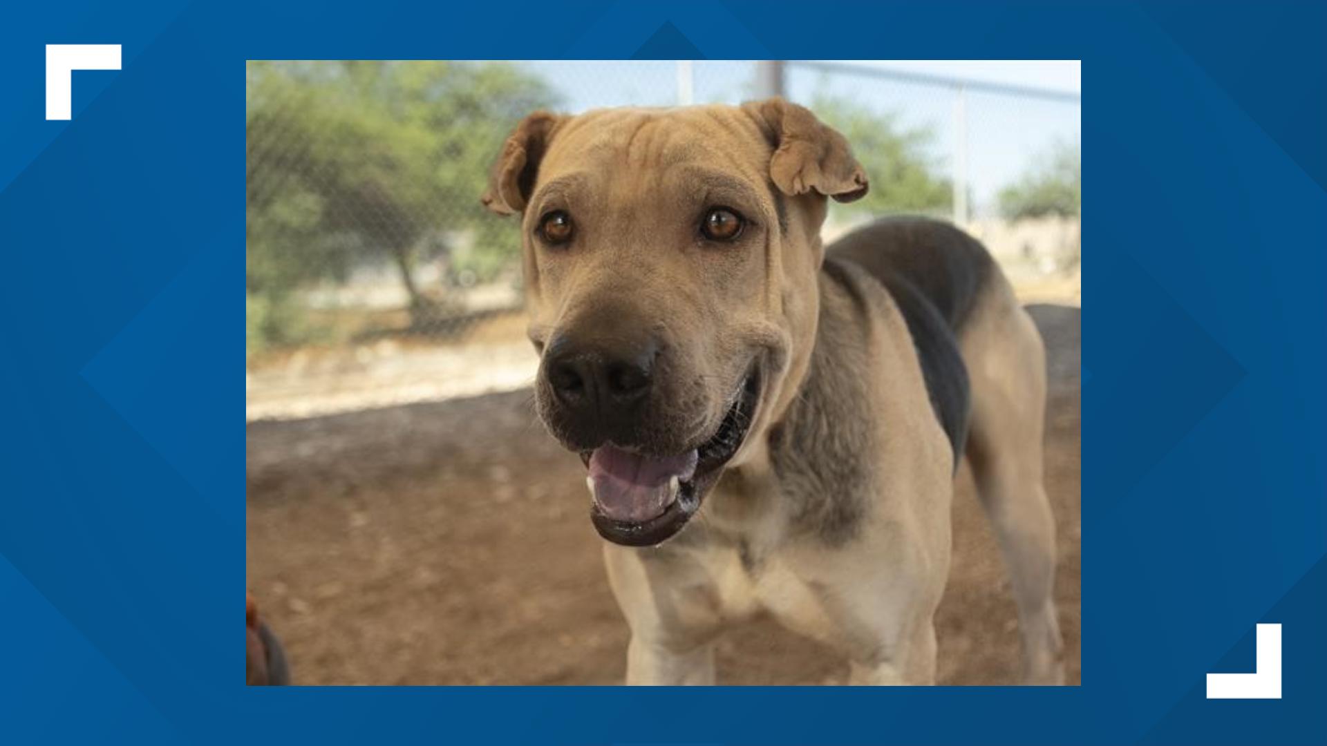 AZ Humane Society waives adoption fees for large breed dogs | 12news.com