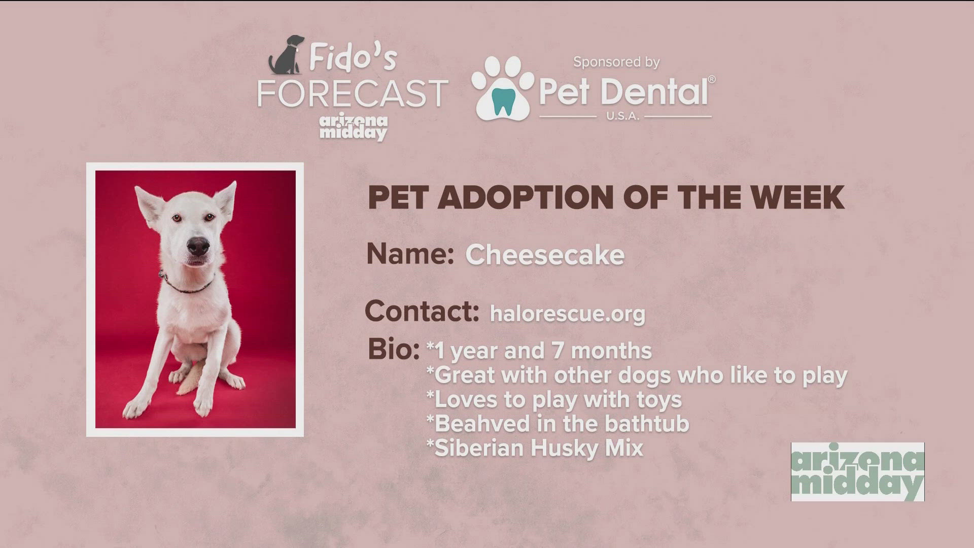 Sponsored: Cheesecake is Pet Dental USA’s Pet of the Week | 12news.com