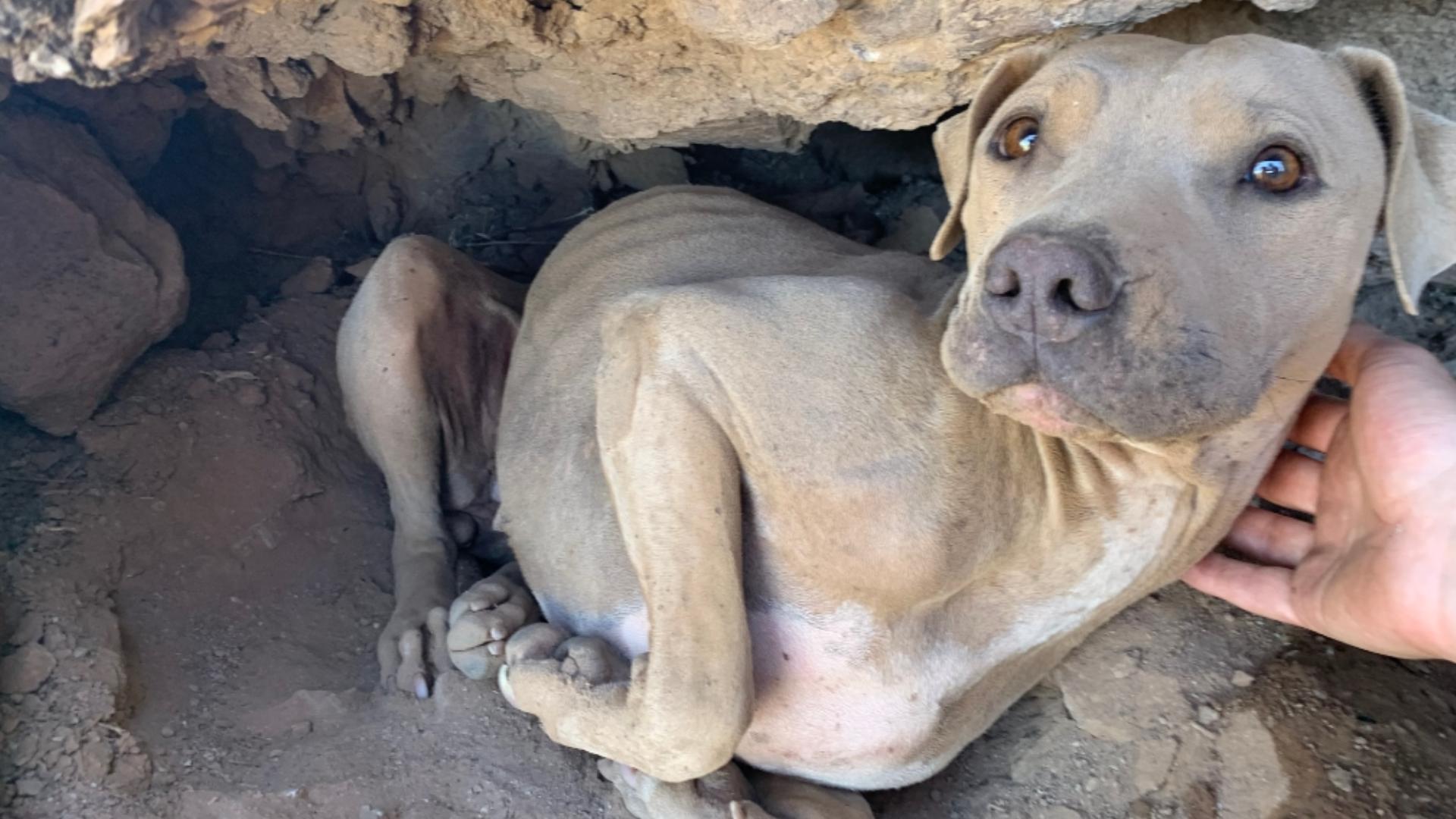 Injured dog rescued on Lookout Mountain in Phoenix | 12news.com